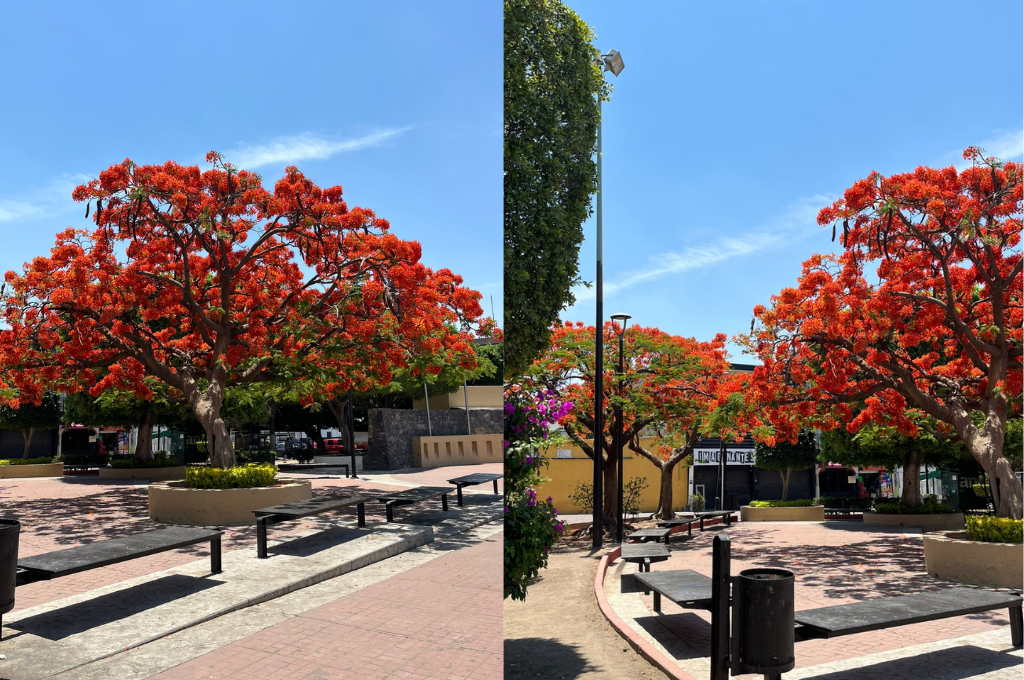TV4 Noticias Guanajuato | Tabachín, el árbol de fuego que enciende de ...