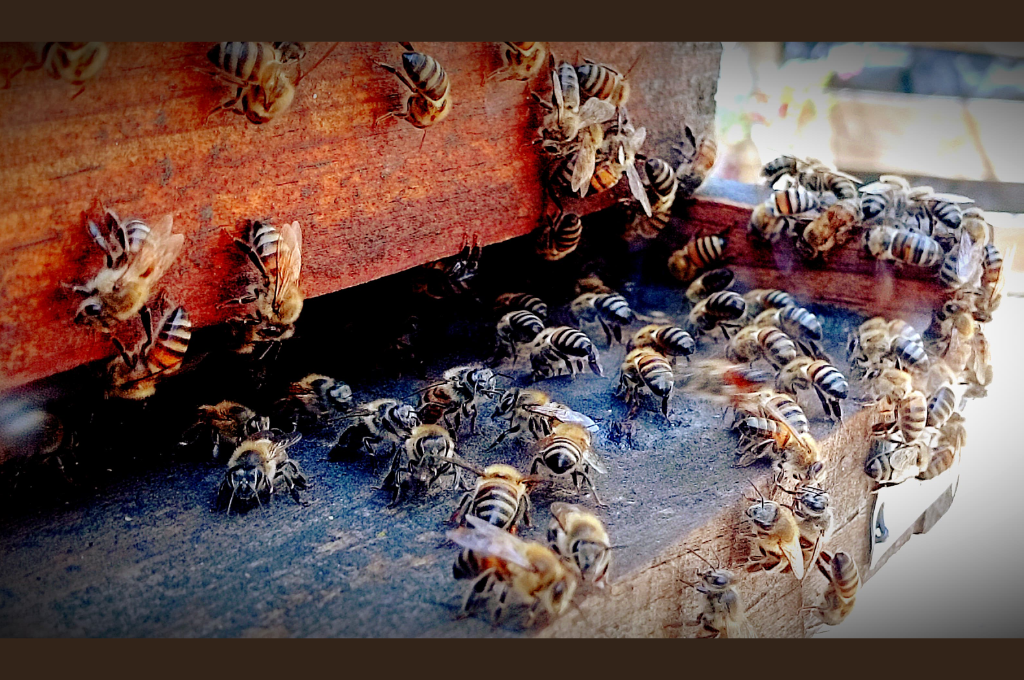 TV4 Noticias Guanajuato | Día Mundial de las Abejas: Más que miel y ...