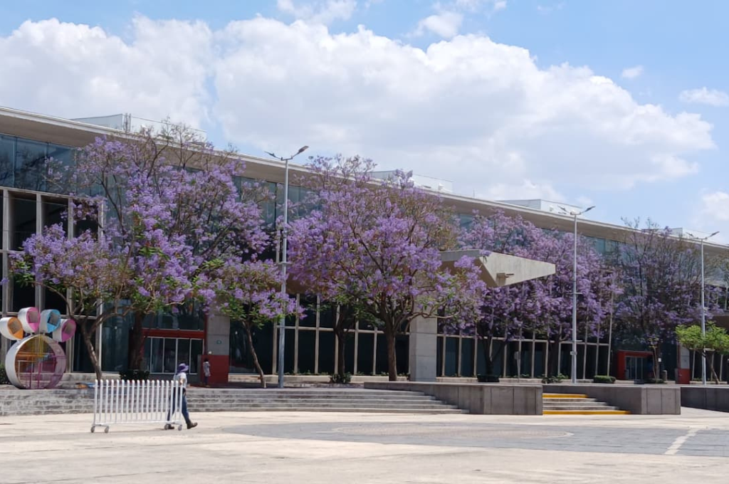 TV4 Noticias Guanajuato | ¿Por qué hay jacarandas en México? La ...
